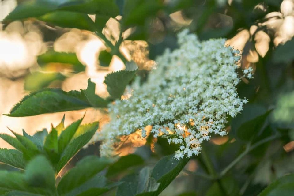 10 Edible Hedges to Create Privacy In Your Backyard