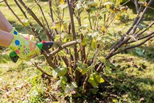 9 Pruning Mistakes That Seriously Harm Your Plants