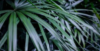 6 Indoor Trees That Thrive In Low Light (& 6 That Won't)