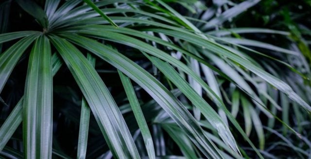 6 Indoor Trees That Thrive In Low Light (& 6 That Won't)