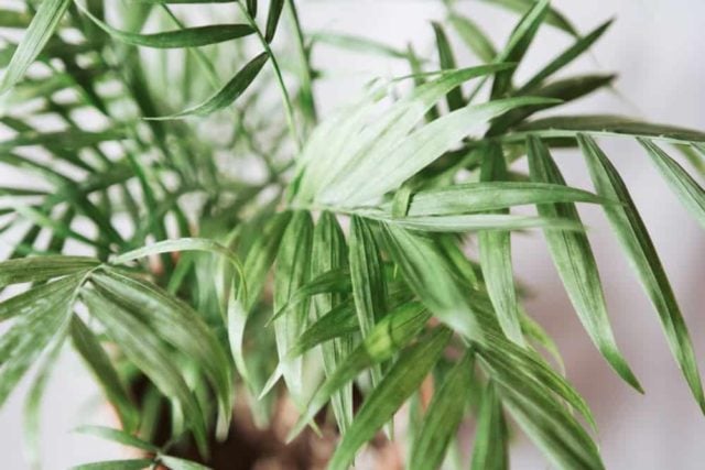6 Indoor Trees That Thrive In Low Light (& 6 That Won't)