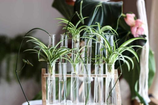 13 Plant Propagation Stations To Grow New Plants In Style