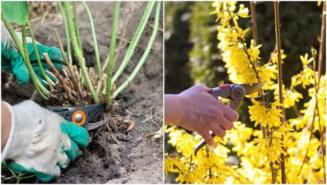 9 Pruning Mistakes That Seriously Harm Your Plants