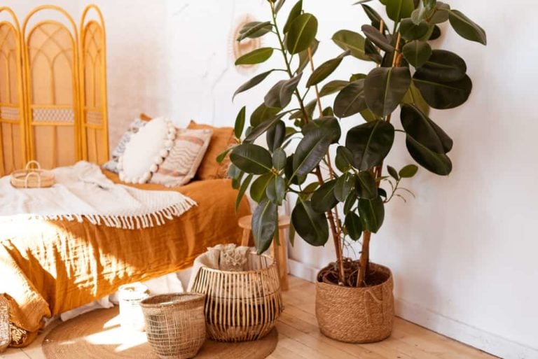 6 Indoor Trees That Thrive In Low Light (& 6 That Won't)