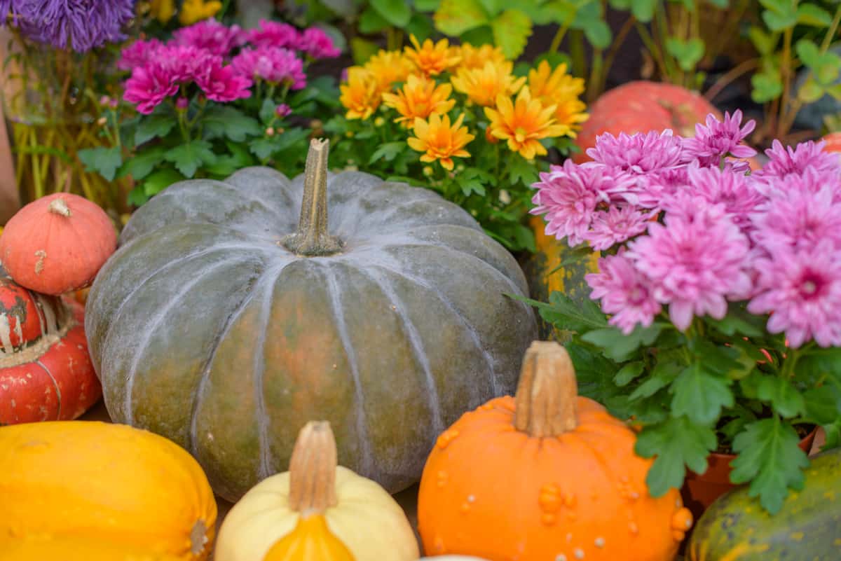 12 Best Plants For Stunning Fall Pots & Container Displays