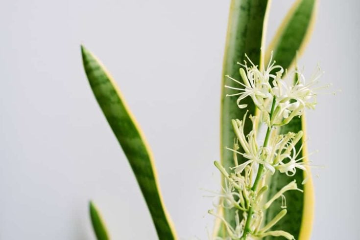 The Elusive Snake Plant Flower: How To Get Your Snake Plant To Bloom