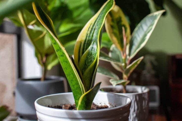 The Elusive Snake Plant Flower: How To Get Your Snake Plant To Bloom