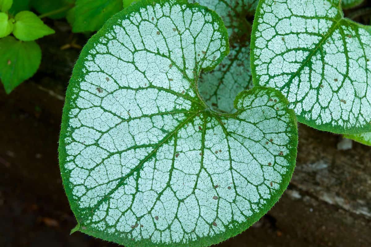 Big Leaf Plants: 12 Outdoor Plants With Astonishingly Giant Leaves
