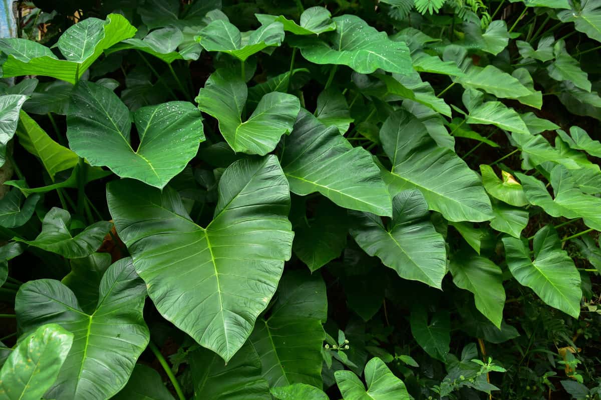 Big Leaf Plants: 12 Outdoor Plants With Astonishingly Giant Leaves