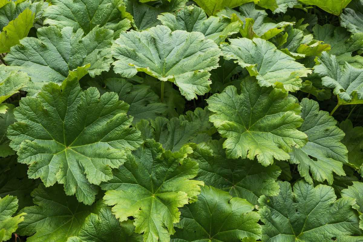 Big Leaf Plants: 12 Outdoor Plants With Astonishingly Giant Leaves