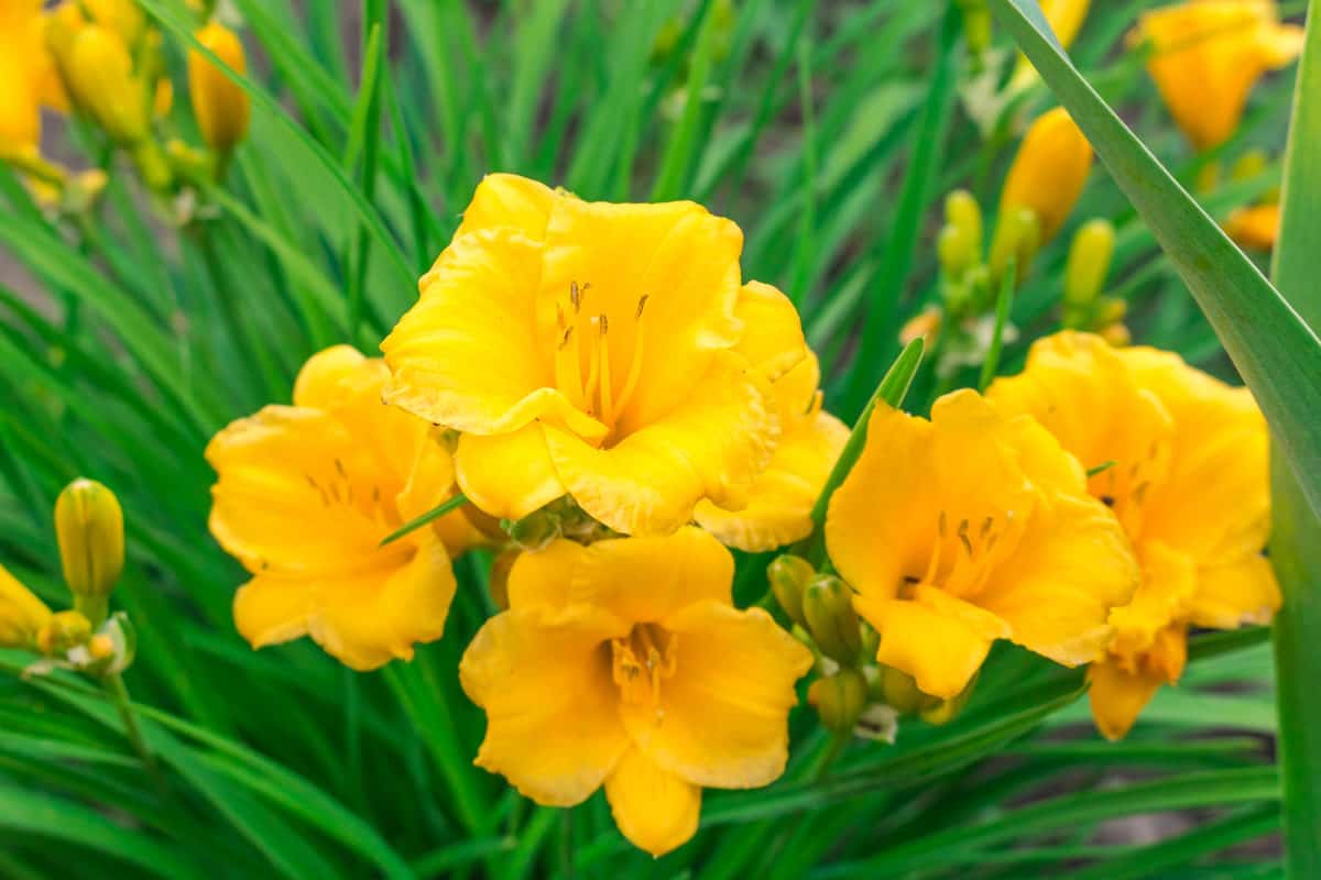 31 Fast-Growing Plants, Vines, Grasses & Trees for Instant Impact