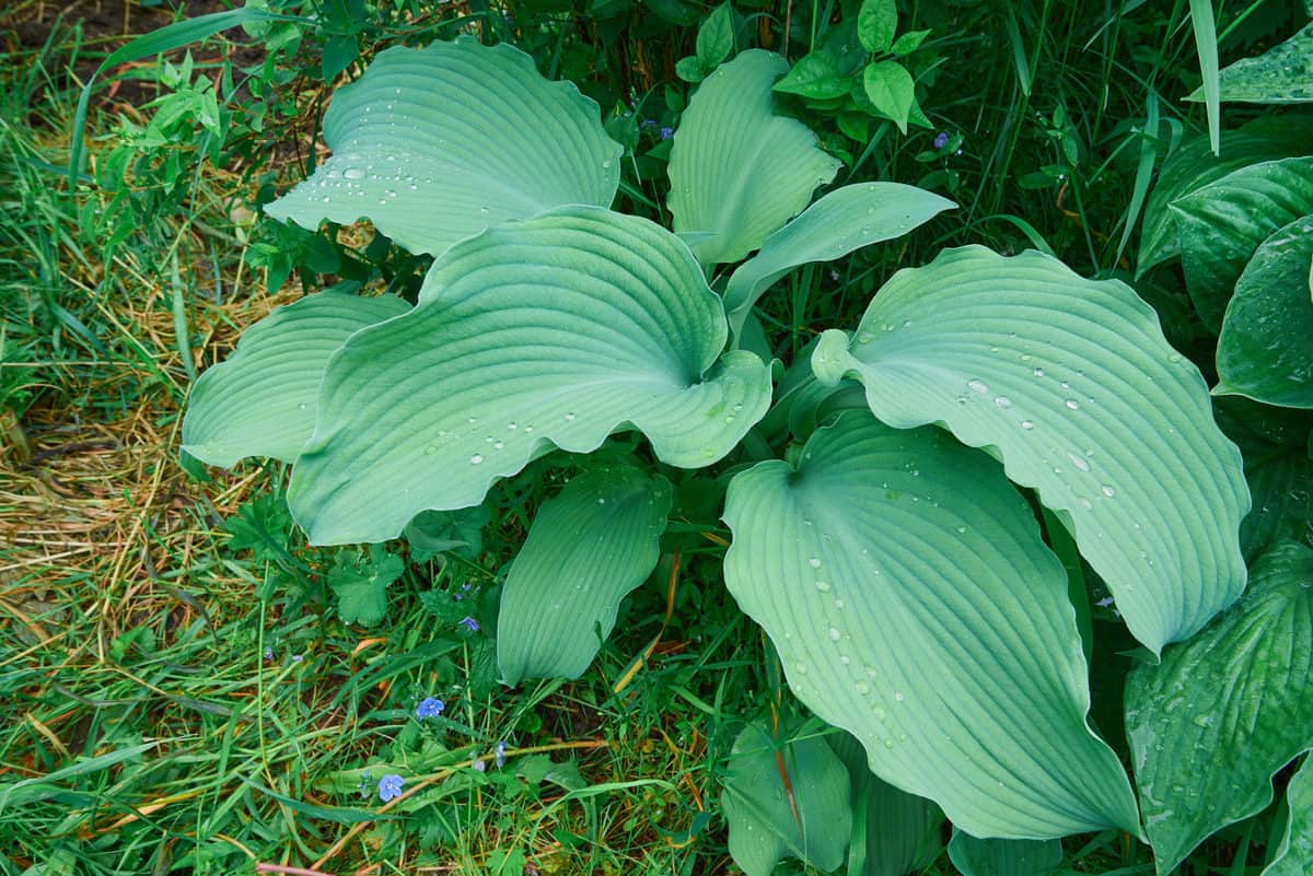 Big Leaf Plants: 12 Outdoor Plants With Astonishingly Giant Leaves