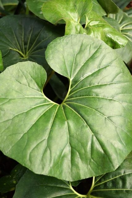 Big Leaf Plants: 12 Outdoor Plants With Astonishingly Giant Leaves