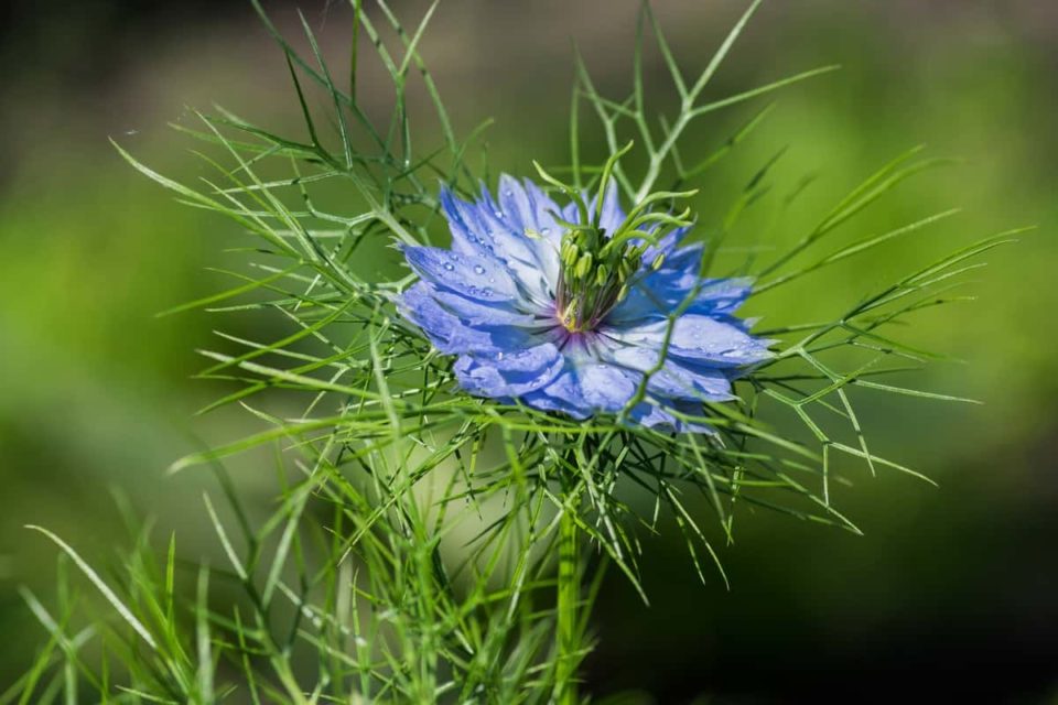 12 Beautiful Plants That Will Self-Seed All Over Your Backyard
