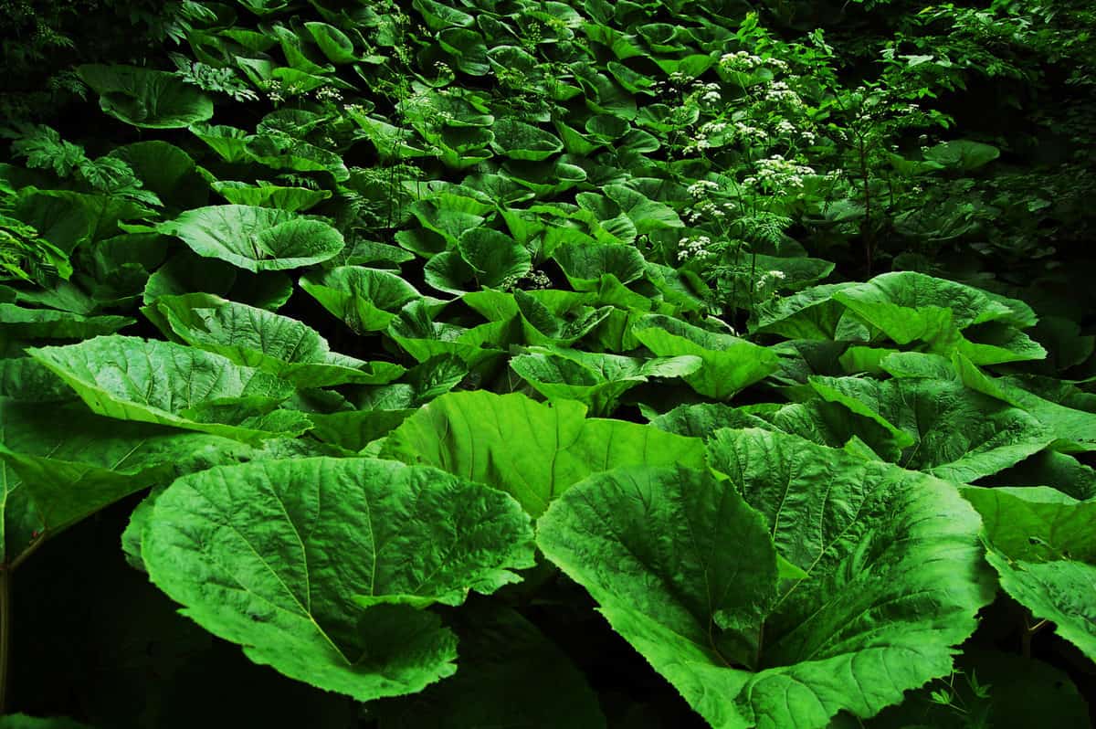 Big Leaf Plants: 12 Outdoor Plants With Astonishingly Giant Leaves
