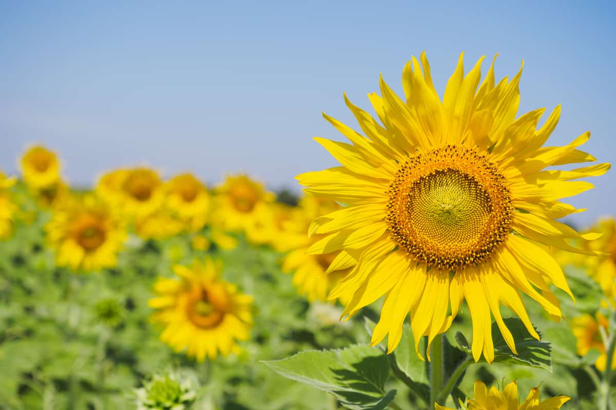 31 Fast-Growing Plants, Vines, Grasses & Trees for Instant Impact