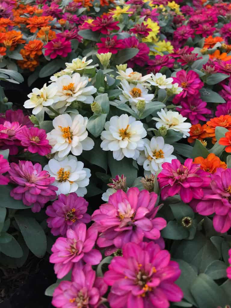 31 Fast-Growing Plants, Vines, Grasses & Trees for Instant Impact