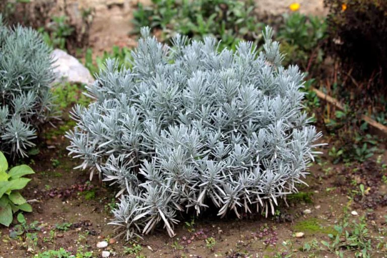 6 Reasons Why Your Lavender Is Dying (& How To Fix It)