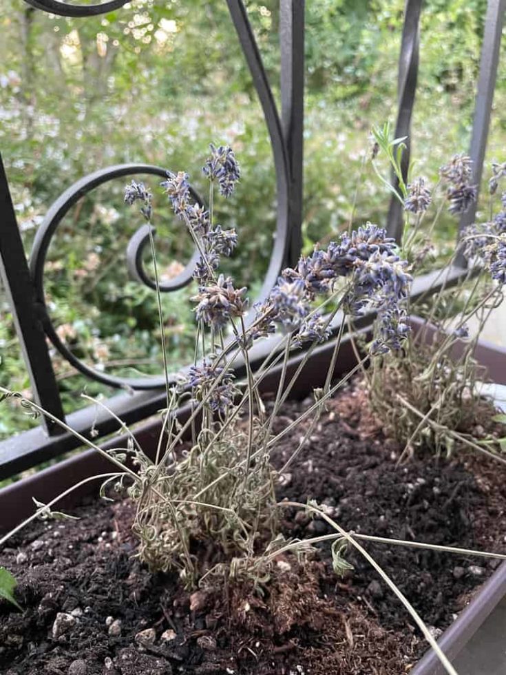 6 Reasons Why Your Lavender Is Dying (& How To Fix It)
