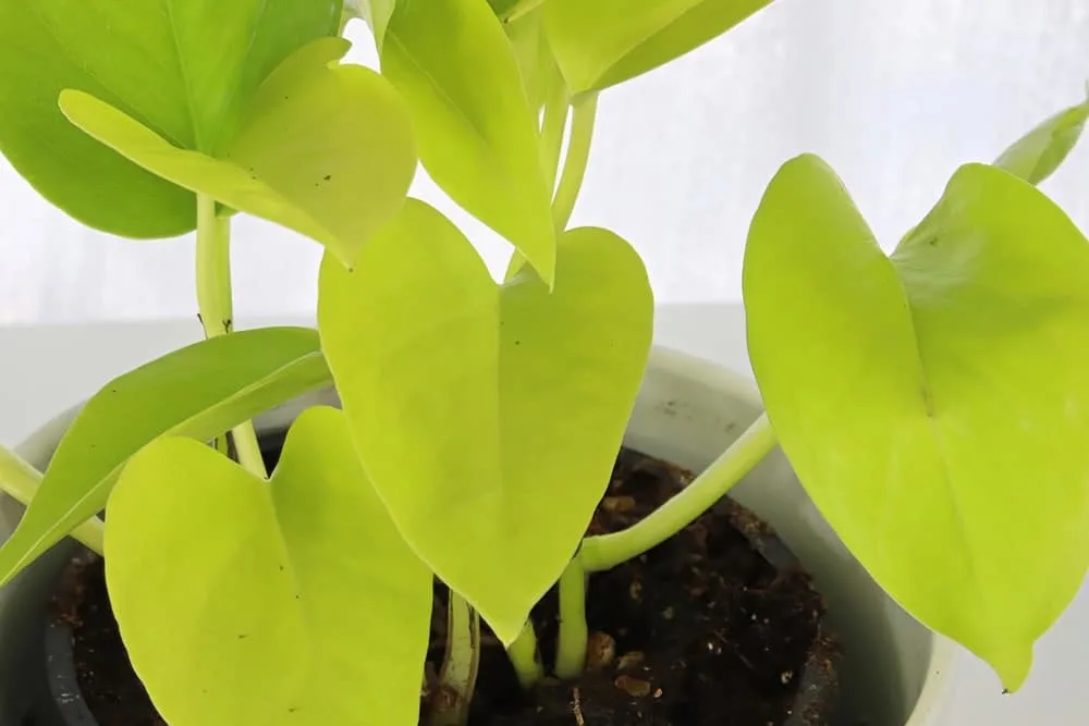 8 Best Pothos Varieties To Add To Your Collection