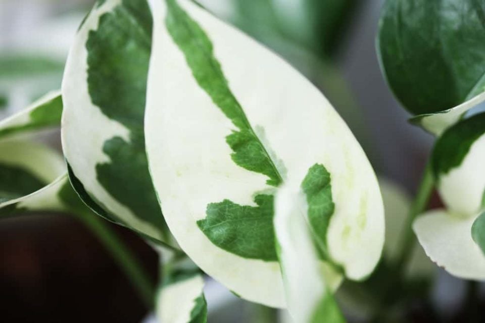 8 Best Pothos Varieties To Add To Your Collection