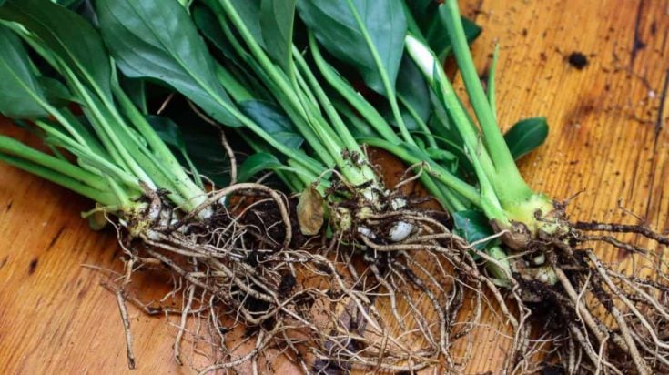 How To Propagate Peace Lily