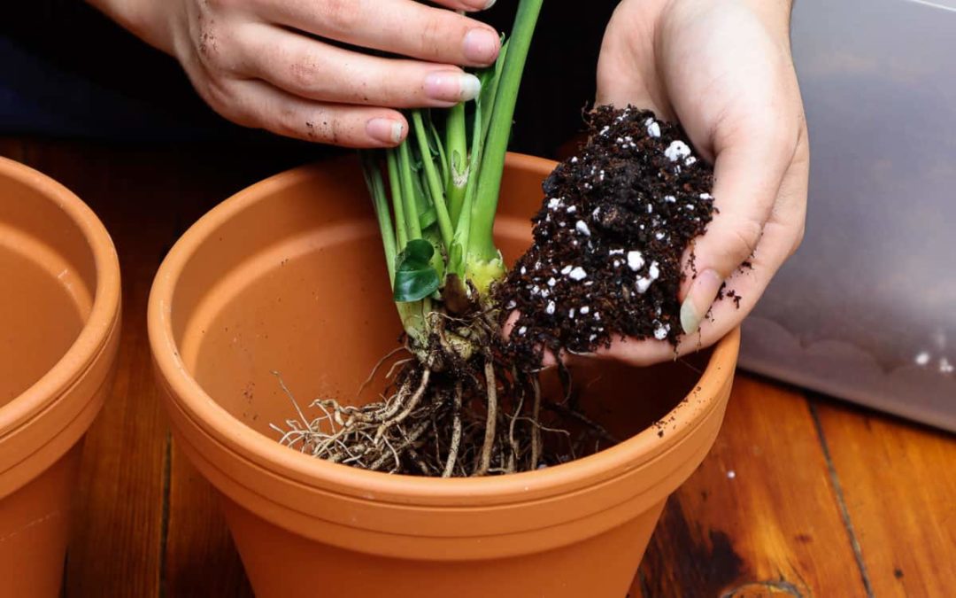 How To Propagate Peace Lily