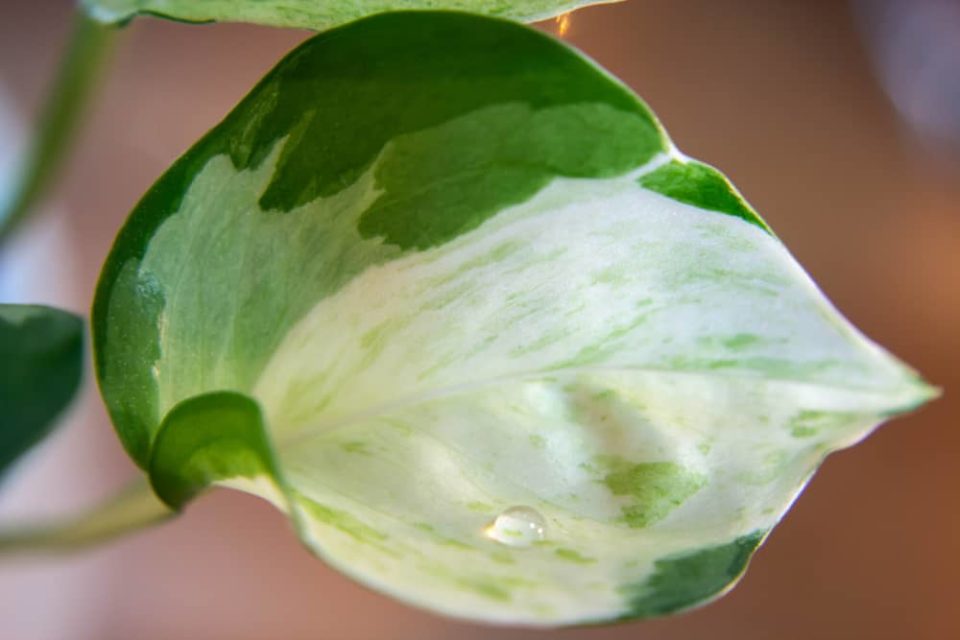 8 Best Pothos Varieties To Add To Your Collection
