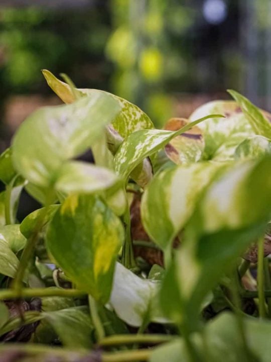 9 Common Pothos Problems (& How To Fix Them)