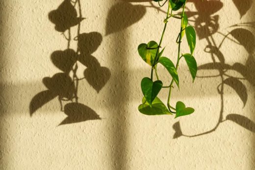 9 Common Pothos Problems (& How To Fix Them)