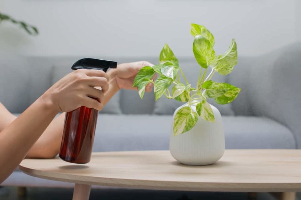 9 Common Pothos Problems (& How To Fix Them)