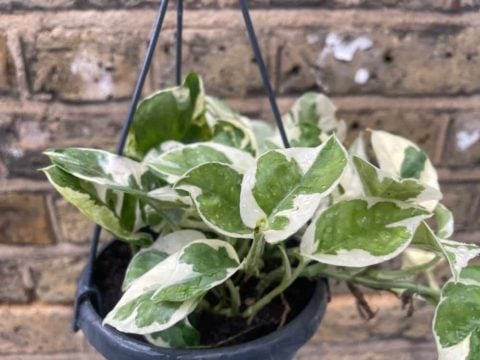 8 Best Pothos Varieties To Add To Your Collection