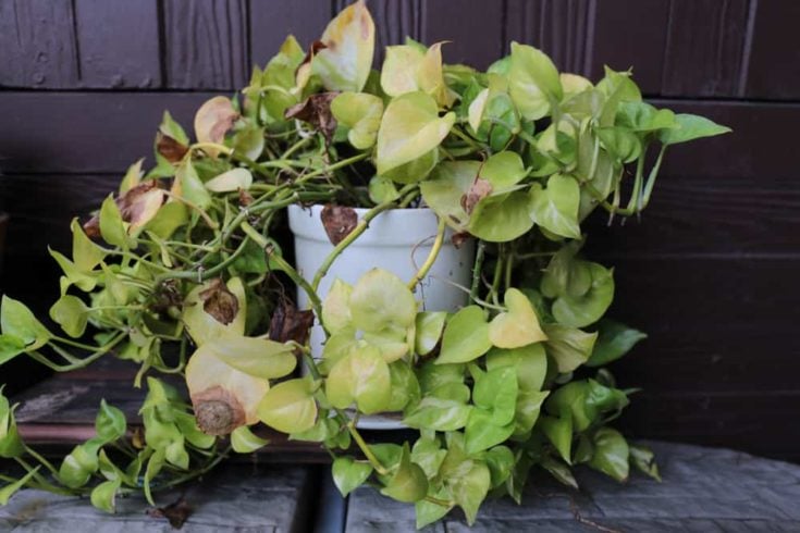 9 Common Pothos Problems (& How To Fix Them)