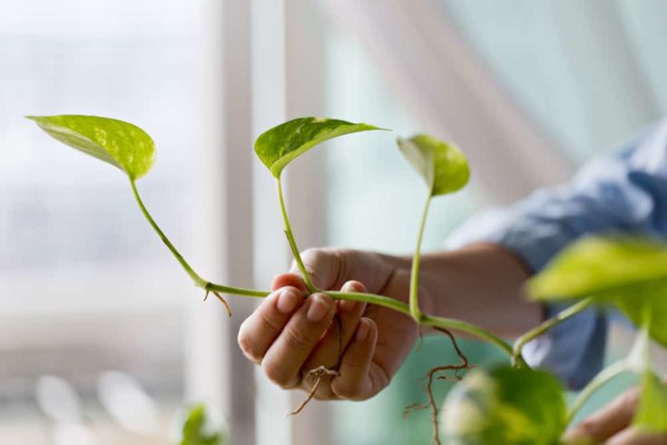 9 Common Pothos Problems (& How To Fix Them)