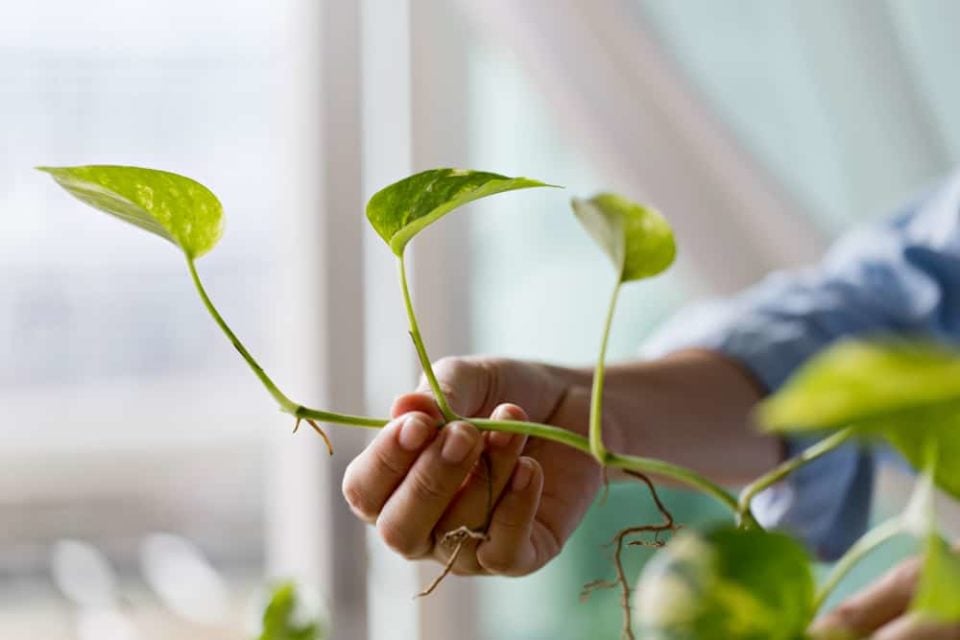 9 Common Pothos Problems (& How To Fix Them)