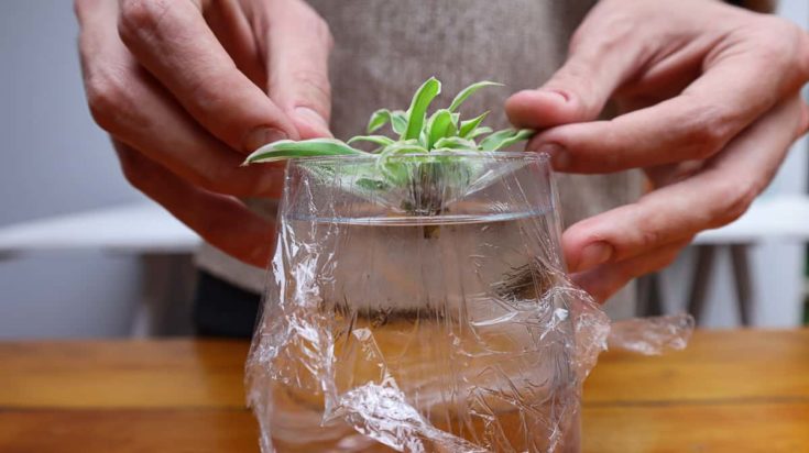 How To Propagate Spider Plants