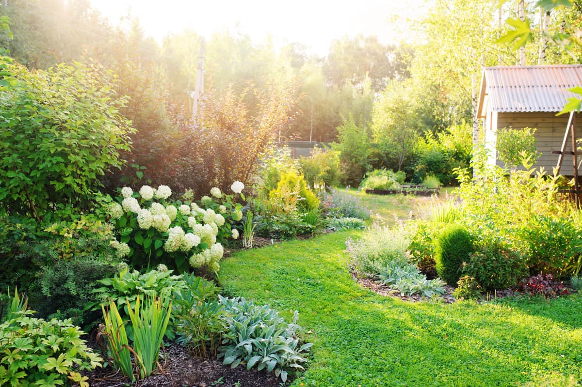 31 Fast-Growing Plants, Vines, Grasses & Trees for Instant Impact