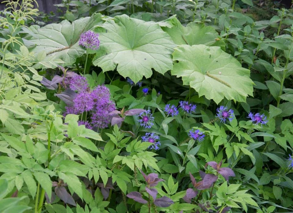 Big Leaf Plants: 12 Outdoor Plants With Astonishingly Giant Leaves