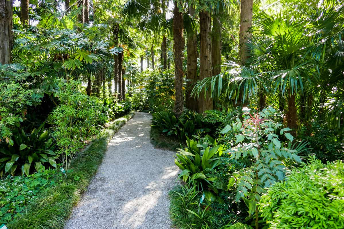 Big Leaf Plants: 12 Outdoor Plants With Astonishingly Giant Leaves