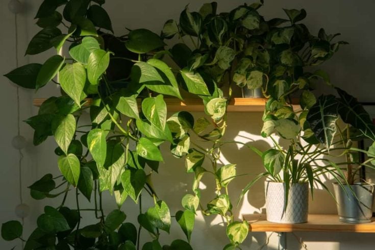 9 Common Pothos Problems (& How To Fix Them)