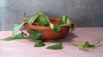 9 Common Pothos Problems (& How To Fix Them)