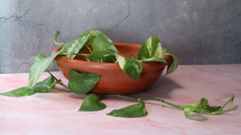 9 Common Pothos Problems (& How To Fix Them)