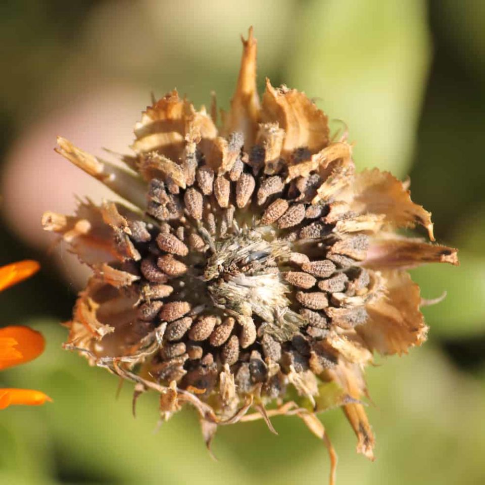 12 Beautiful Plants That Will Self-Seed All Over Your Backyard
