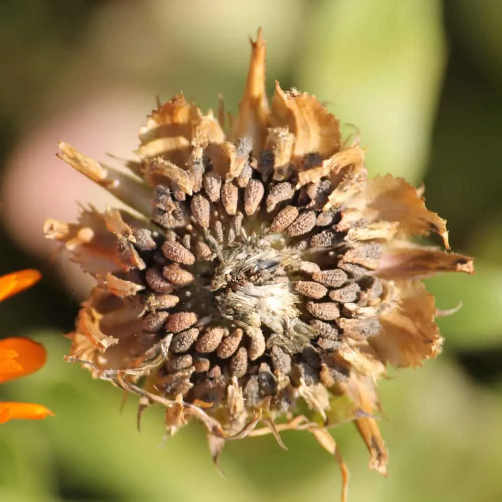 12 Beautiful Plants That Will Self-Seed All Over Your Backyard