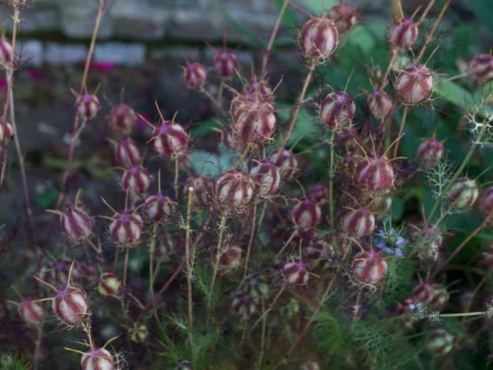 12 Beautiful Plants That Will Self-Seed All Over Your Backyard