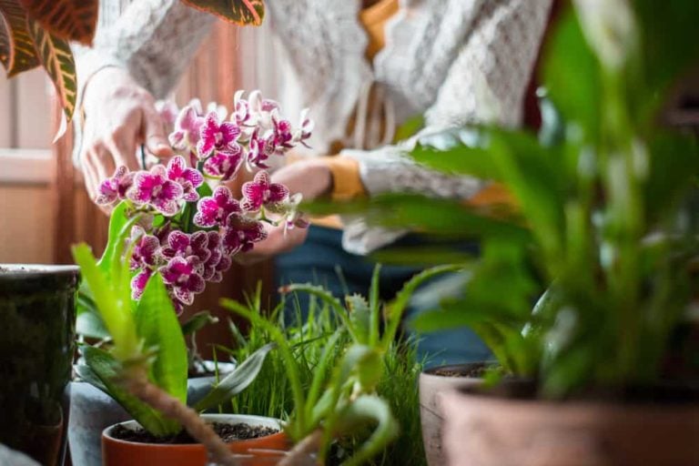 How To Get Your Orchid To Bloom Again