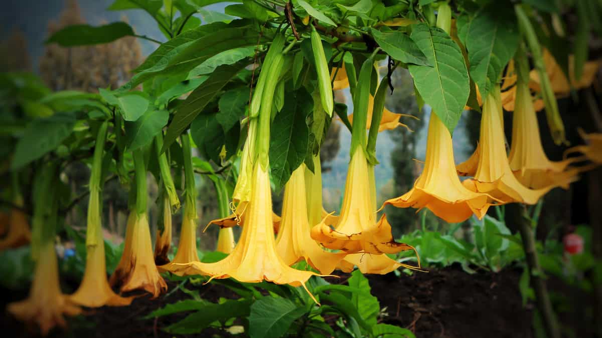 10 Subtle & Cheap Ways To Create Privacy In Your Backyard