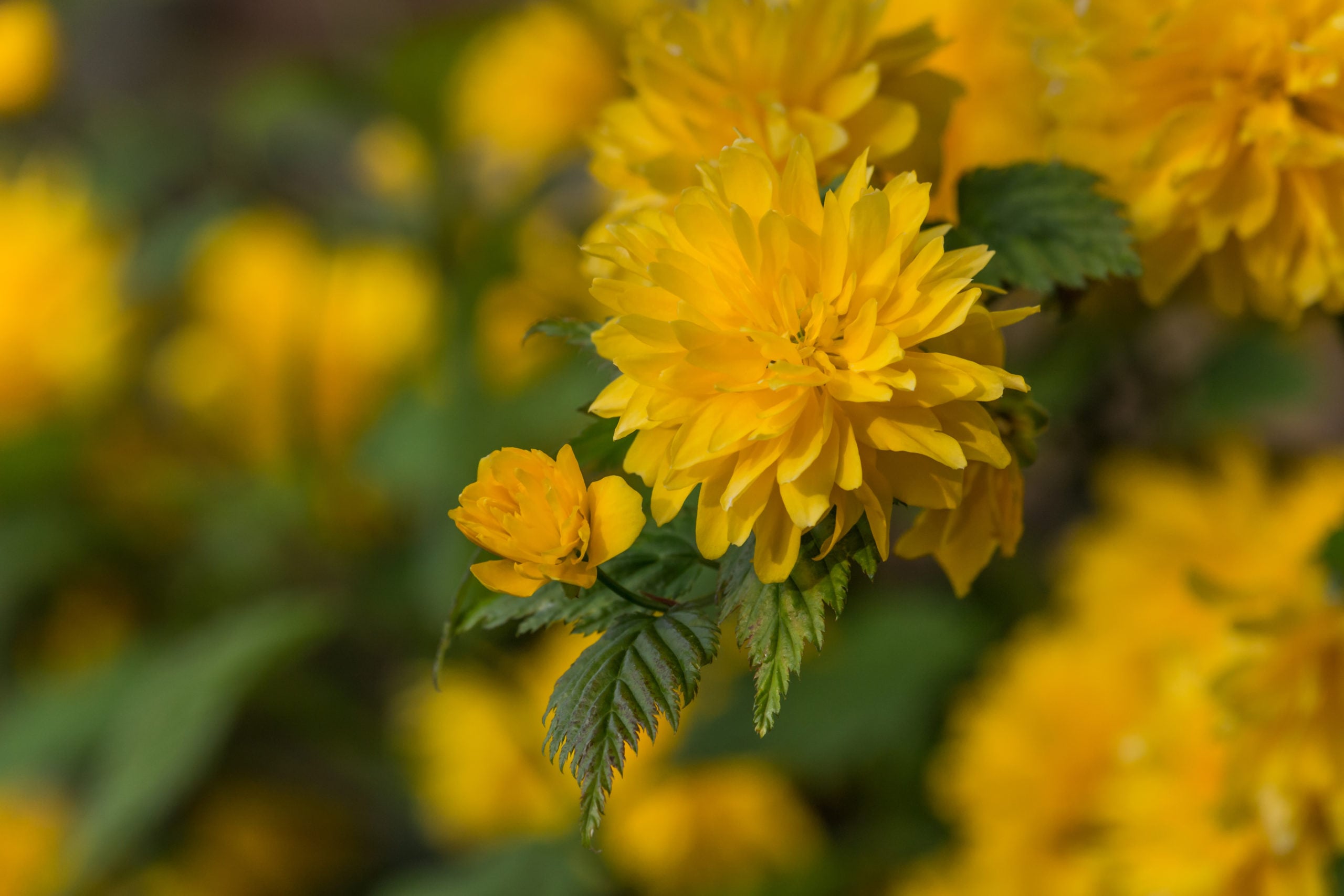13 Best Shrubs To Grow In Shade