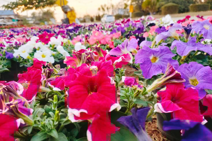 30 Best Annual Flowers That Every Gardener Should Plant This Spring