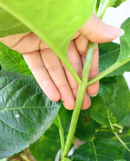 How To Propagate Hydrangeas From Cuttings In 7 Easy Steps